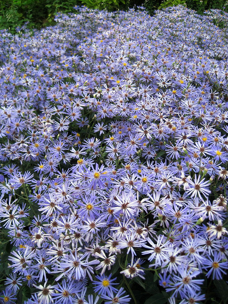 Aster herveyi / Hervey's Aster – One Nature Plant Nursery