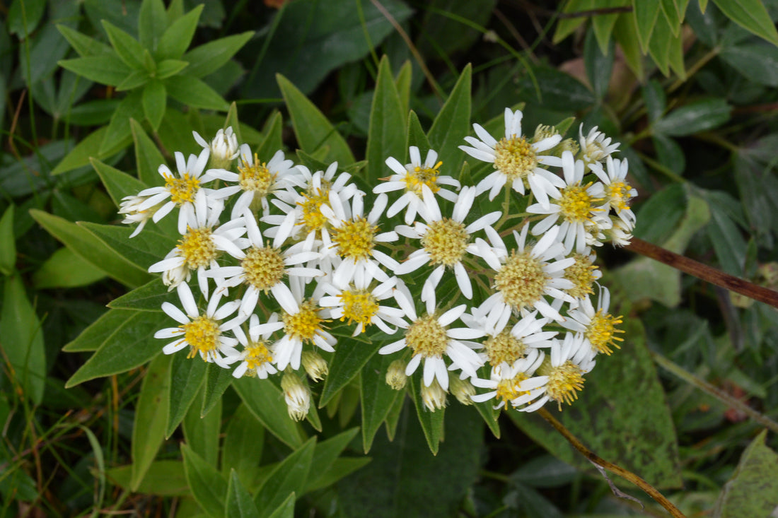 Doellingeria umbellata / Flat-topped Aster – One Nature Plant Nursery