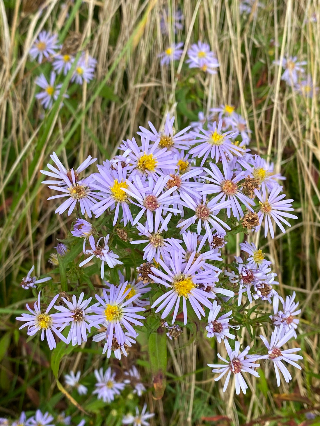 Symphyotrichum novi-belgii / New York Aster – One Nature Plant Nursery