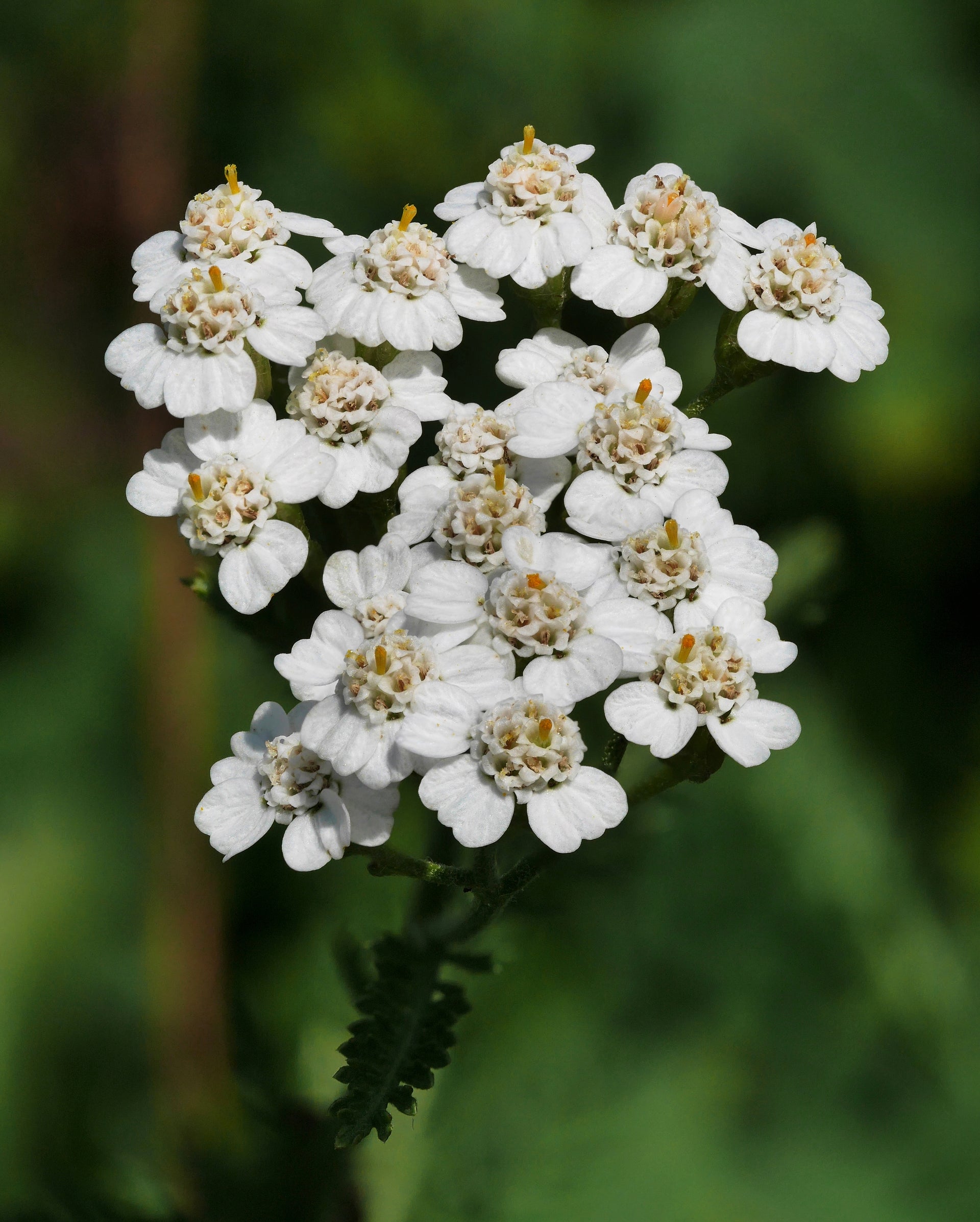 yarrow flower